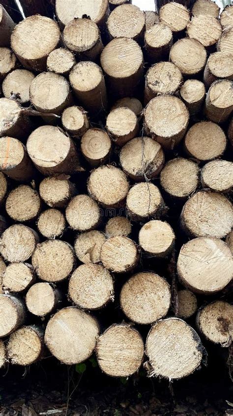 Stacked Felled Trees At A Forest Logging Site Stock Image Image Of Tree Background 319203087