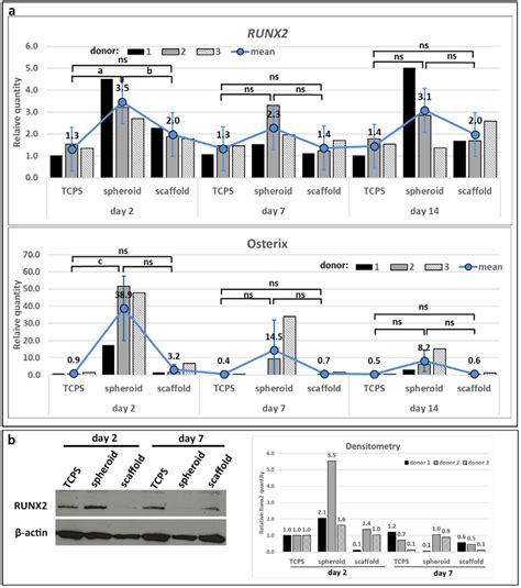 Runx2 And Osterix Gene Expression In Adscs Cultured On Standard Tcps