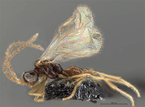 Dryinidae Identification Keys Waspweb