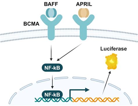 Drugdiscovery Bcma Bps Bioscience Inc