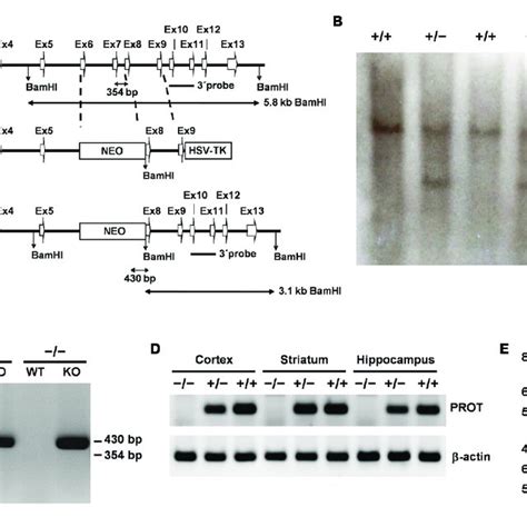 Targeted Disruption Of The Mouse Prot Gene A Knockout Ko