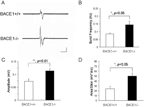 Increased Depolarizedevoked Firing In Bace1null Hippocampal Slices