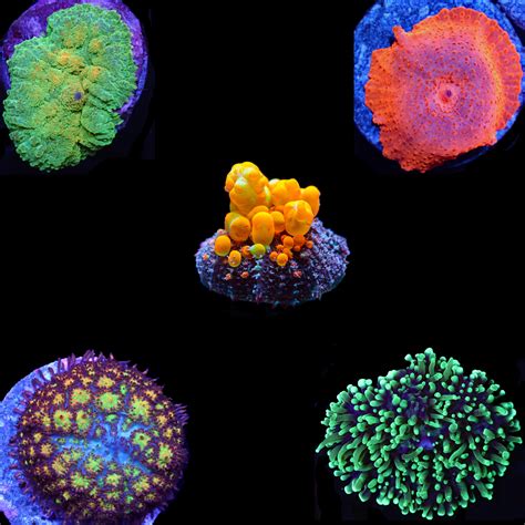 Mushroom Coral Placement
