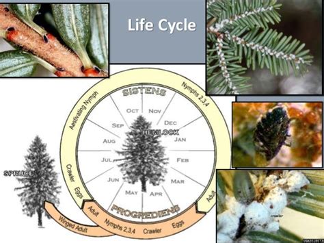 The Hemlock Woolly Adelgid Adelges Tsugae In New York State