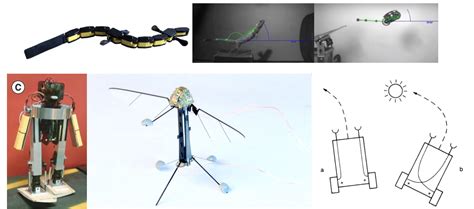 Biology Inspired Robotics