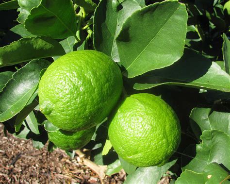 Citrus Latifolia Gardensonline