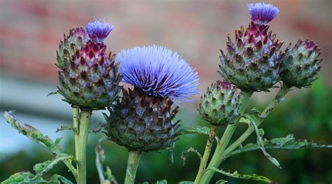 Images About Thistle And Thistle Like On Pinterest Thistles Globes And Plants