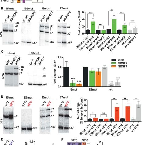 Mapping Cis Regulatory Elements In U2af26 Download Scientific Diagram