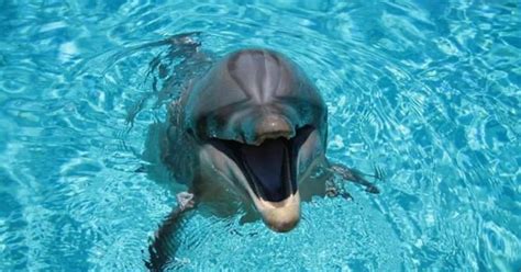 What Is Echolocation And Which Animals Use It What Is Echolocation And Which Animals Use It