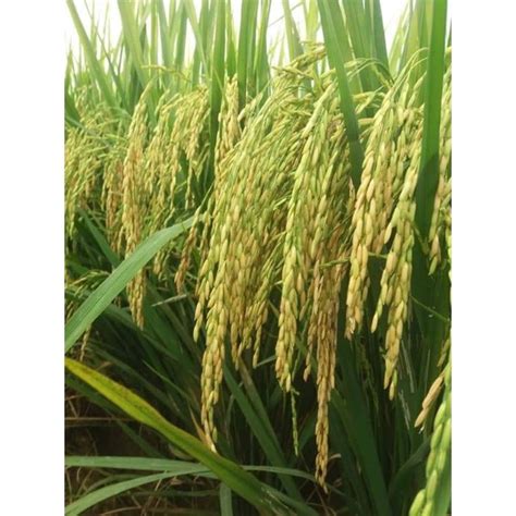 Jual Benih Padi Mr Kemasan Kg Shopee Indonesia