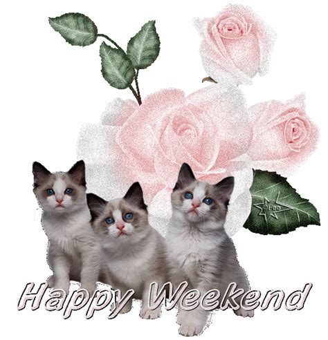 Download Cat Glitter Weekend Misc Statement 