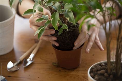 Unrecognizable Woman Replanting Ficus Tree At New Pot By Stocksy Contributor Milles Team