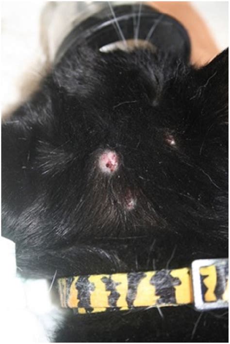 Feline Cutaneous Nodular And Ocular Cryptococcus Neoformans In Belgium