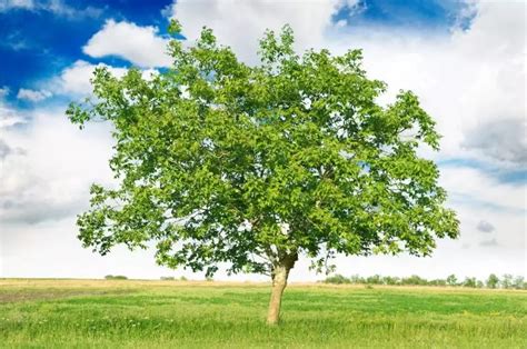 3 Types Of Walnut Trees In Missouri With Pictures BootstrapBee Com Actionable