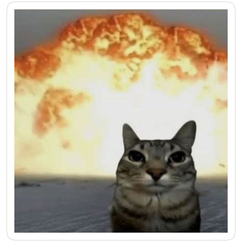 Cat Explosion Sticker For Sale By Inanecat Cat Memes Funny Cat