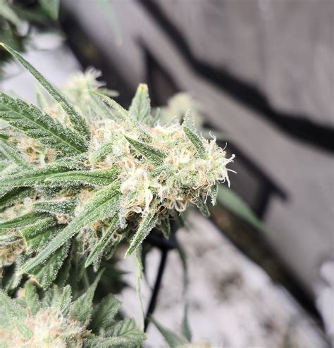 Sexigoodness On Tumblr