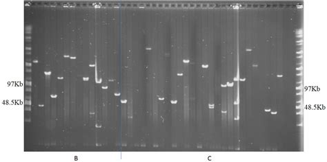 Insert Size Estimation Of Bac Clones Obtained From S Officinalis Gdna Download Scientific