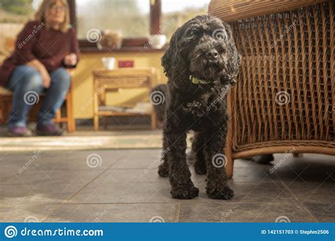 Cockapoo Puppy Indoors With Owner Stock Image Image Of White Canine