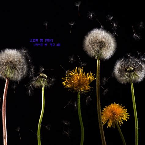 ‎고요한 밤의 한가운데 명상에 잠기게 하는 피아노 음악 브라이트 썬의 앨범 Apple Music