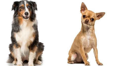 Aussie Chi Dog Breed Information And Characteristics