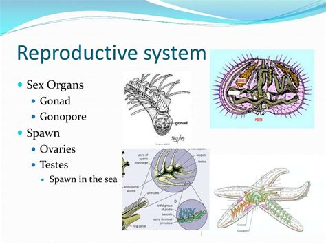 ppt echinoderms powerpoint presentation free download id 2018898