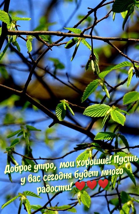 Доброе утро Доброе утро Утренние сообщения Папка