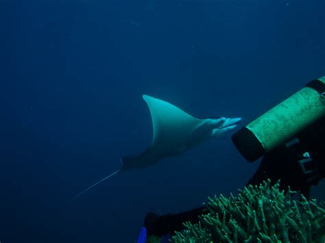 Diving In The Yap Islands Farhat Jah Flickr