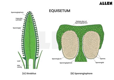 Equisetum Habitat Classification Structure And Life Cycle
