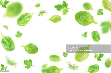 날고 있는 시금치 파 슬 리와 딜은 흰색 배경 이미지 위에 나뭇잎 날기에 대한 스톡 사진 및 기타 이미지 날기 양념류 채소 Istock