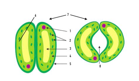 Stomata Drawing