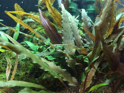 Cryptocoryne Undulatus Red Broadleaf 1 2 Grow Online Aquarium