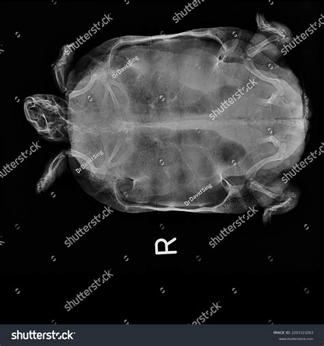 Xray Yearold Female Redeared Slider That Stock Photo Shutterstock