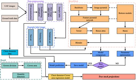 Remote Sensing Free Full Text Tree Crown Segmentation And Diameter