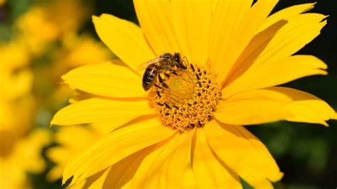 Thinleaf Sunflower Info Planting Care And Tips Live