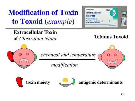 Ppt Immunotherapy And Prevention Powerpoint Presentation Free