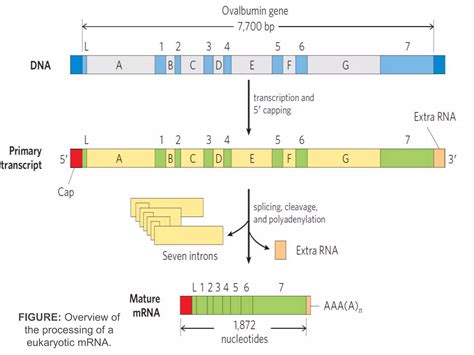 Post Transcriptional Modifications Pptx
