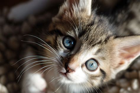 How To Determine The Sex Of Your Kitten — 3 Easy Methods Munchiecat