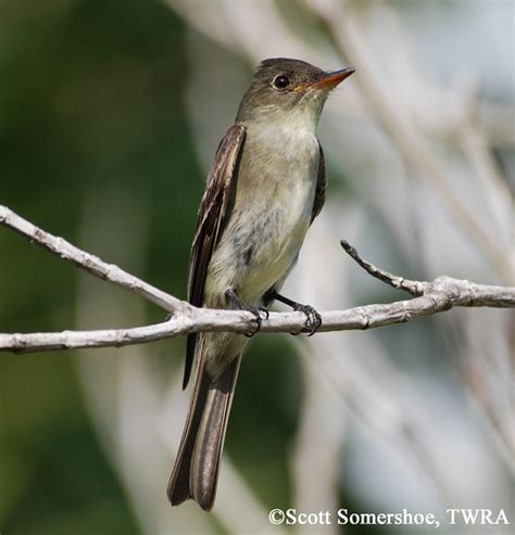Eastern Wood Pewee State Of Tennessee Wildlife Resources Agency