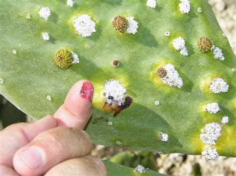 Xtremehorticulture Of The Desert White Fuzzies On Cactus Probably