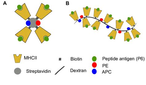 1 Schematic Of Mhc Ii Multimers A Tetramer B Dextramer Pe Download Scientific Diagram