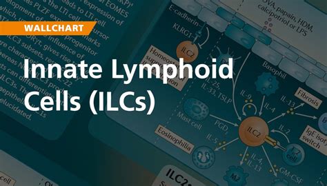 wallchart request innate lymphoid cells