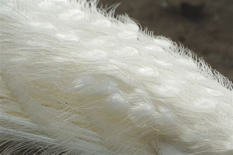 The Delicate Patterns Create A Soothing Visual Effect A Serene And Refined Natural Detail Is