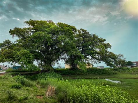 a 400 year old tree in our village muhammad osama asghar posted on