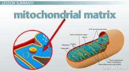 Plant Cell Mitochondria | Overview, Structure & Function - Lesson | Study.com