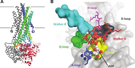 Spatial Arrangement Of An Atp Binding Cassette Exporter And Structural Download Scientific
