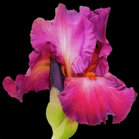 Iris Plant Summer Flowering Perennial Rhizome Fast Growth Full And