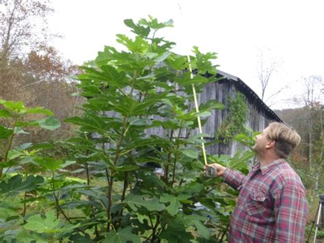 Fig Height