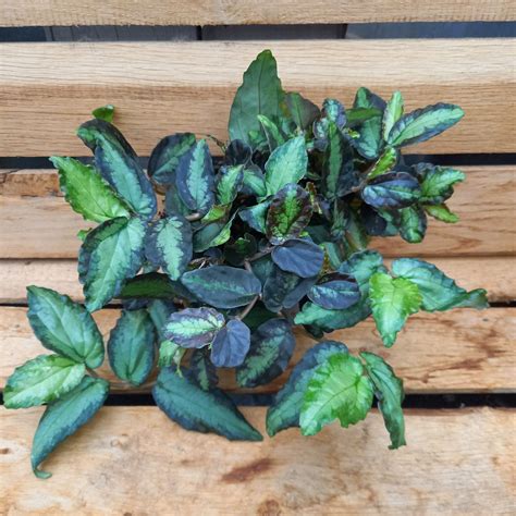 Pellionia Repens Nonnebo Webshop