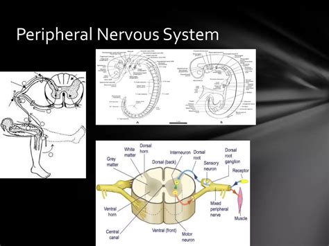 Nervous System Pptx