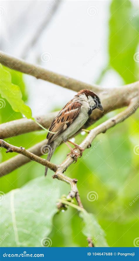 Bird House Sparrow On Tree In A Nature Wild Stock Photo Image Of Green Brighter 104647688